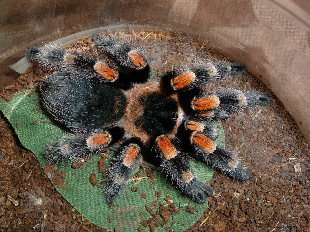 Yer Türü - Brachypelma Hamorii | Karınca Dünyası Forum